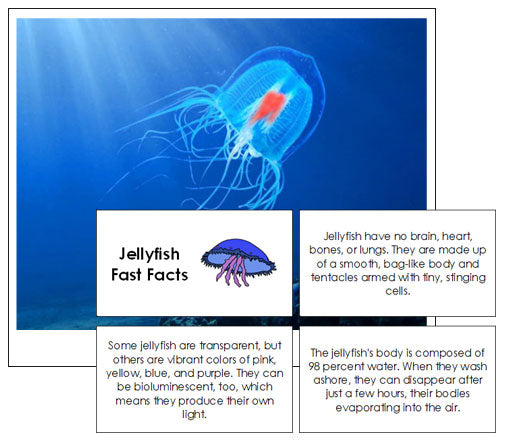 Jellyfish Fast Fact Cards - Montessori Print Shop