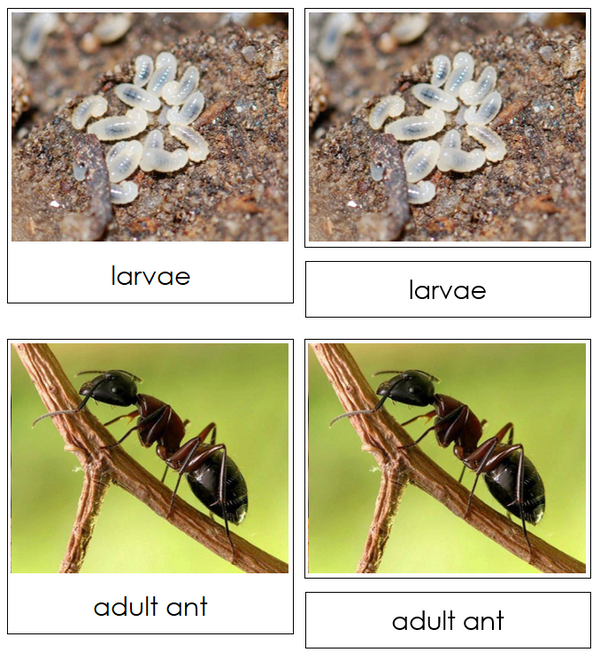 Ant Life Cycle Nomenclature Cards - Montessori Print Shop
