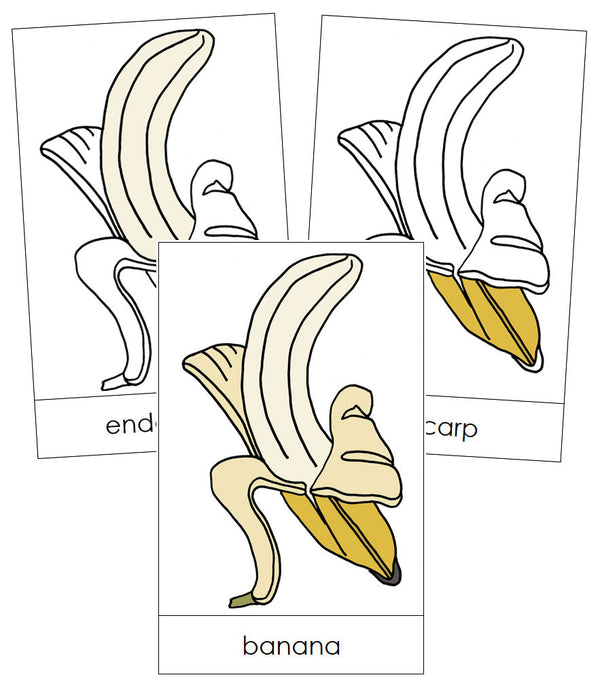 Banana Nomenclature - Montessori Print Shop