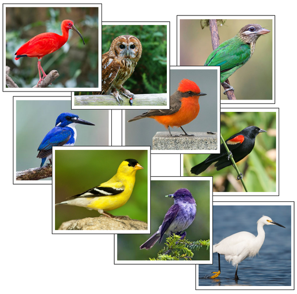 Bird Color Sorting Cards - Montessori Print Shop - USA