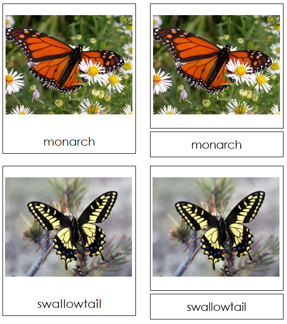 Butterflies - Montessori Print Shop