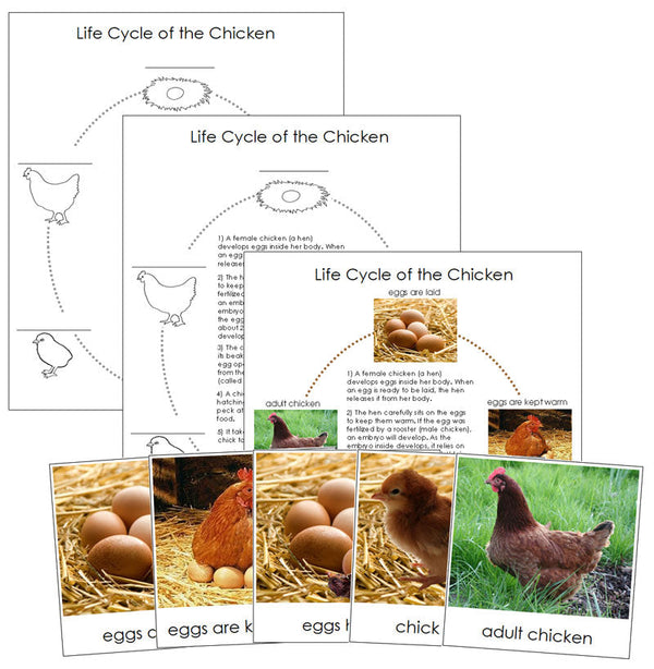 Chicken Life Cycle Nomenclature - Montessori Print Shop