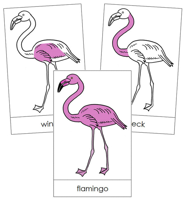 Flamingo Nomenclature Cards - Free Montessori Print Shop Download