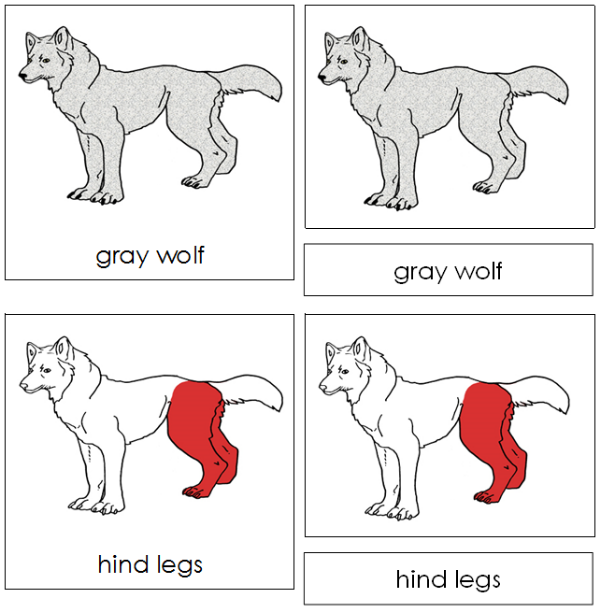 Gray Wolf Nomenclature Cards (red) - Montessori Print Shop - Montessori ...
