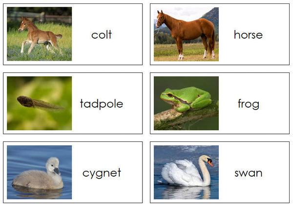 Young & Adult Animal Cards - Montessori Print Shop