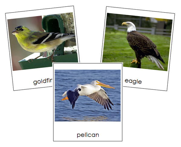 Birds - Montessori Print Shop