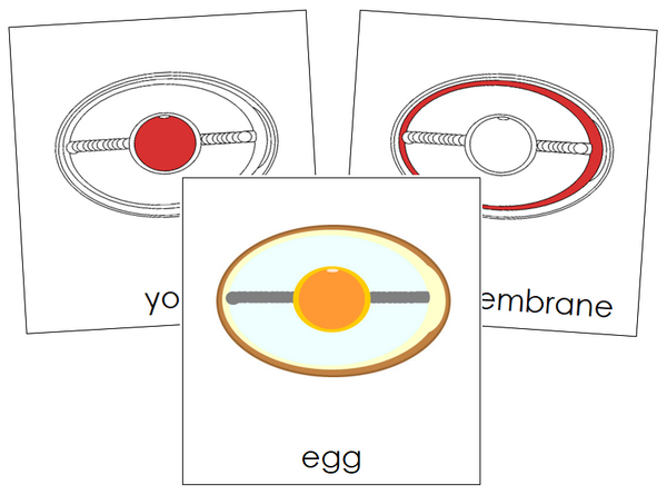 Egg Nomenclature Cards (red) - Montessori Print Shop - Montessori Print ...