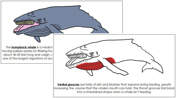 Humpback Whales Anatomy