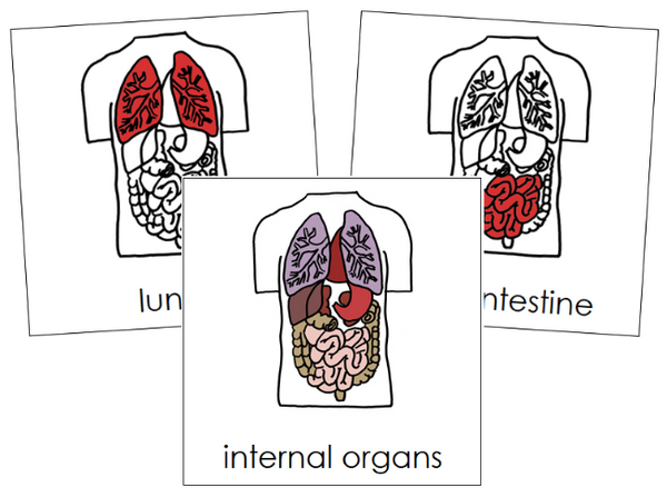Human Internal Organs Nomenclature Cards (red) - Montessori Print Shop