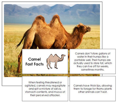 Camel Fast Fact Cards - Montessori Print Shop