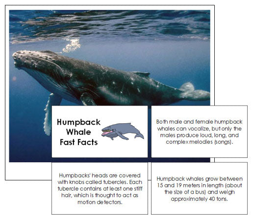 Humpback Whale Fast Fact Cards - Montessori Print Shop - Montessori ...