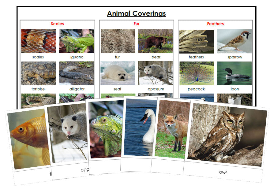 Animal Coverings: Scales, Feathers or Fur? - Montessori Print Shop