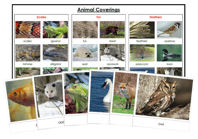 Animal Coverings: Scales, Feathers or Fur? - Montessori Print Shop