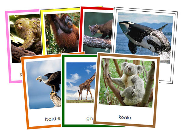 Montessori Geography Continent Cards - Montessori Print Shop