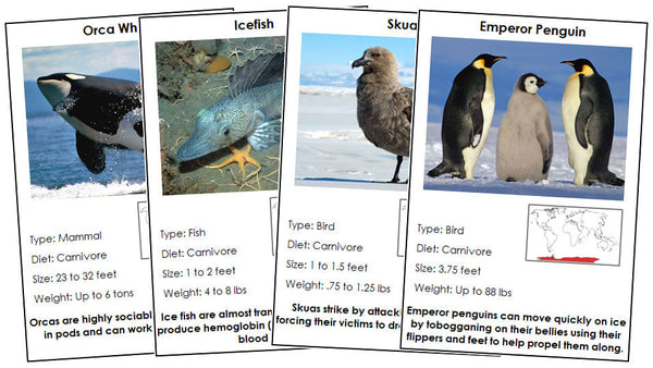 Animals of Antarctica - Montessori Print Shop