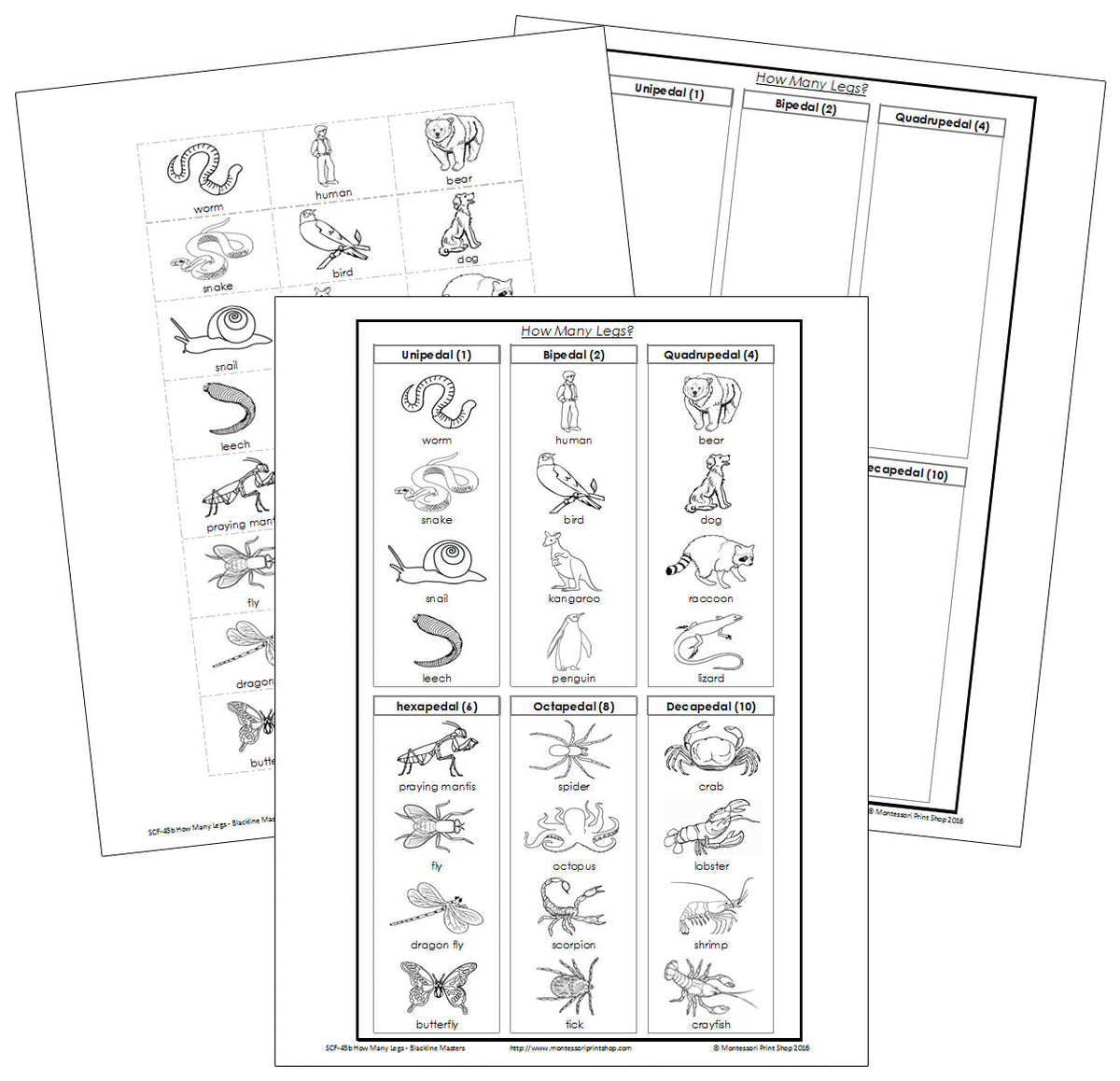 Animals: How Many Legs? (Blackline Master) - Montessori Print Shop