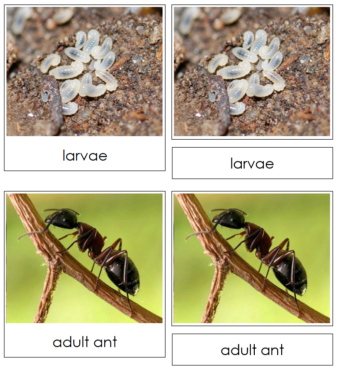 Ant Life Cycle Nomenclature Cards - Montessori Print Shop