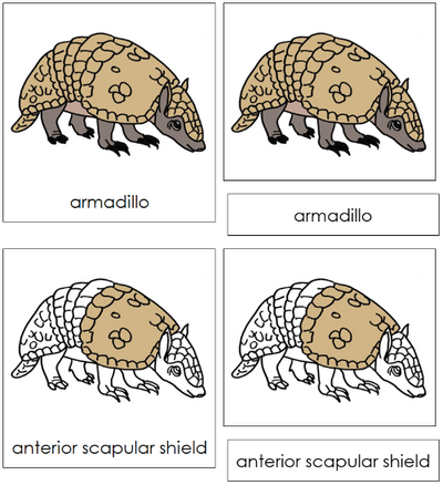 Armadillo Nomenclature Cards - Montessori Print Shop