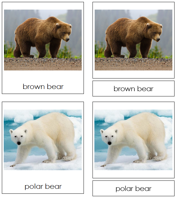Bears - Montessori Classified Cards - Montessori Print Shop