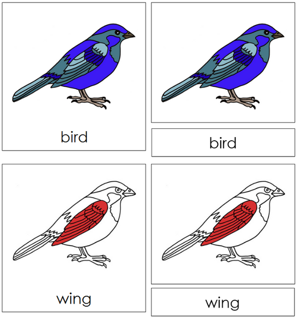 Bird Nomenclature Cards (red) - Montessori Print Shop