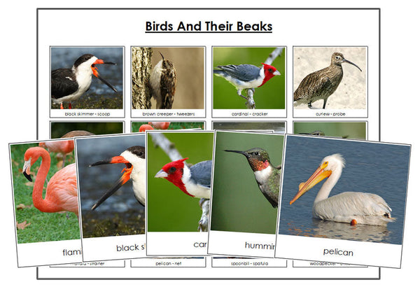 Animal Adaptation: Birds & Beaks - Montessori Print Shop