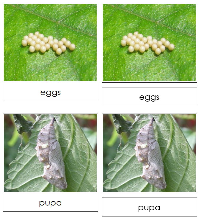 Butterfly Life Cycle Nomenclature Cards - Montessori Print Shop