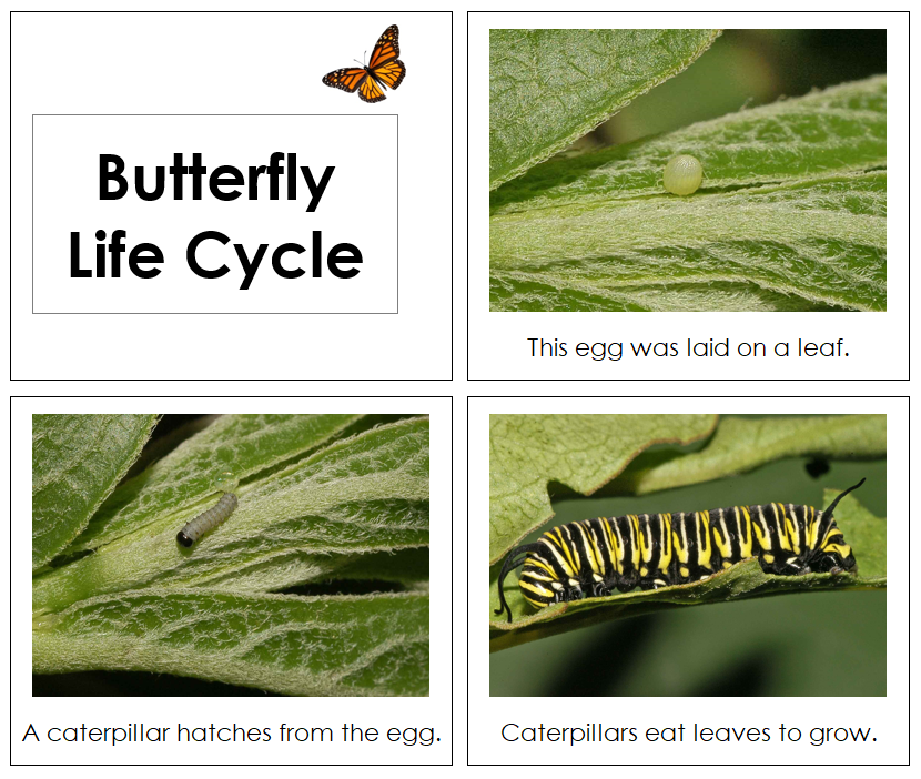 Toddler Butterfly Life Cycle Book - Montessori Print Shop