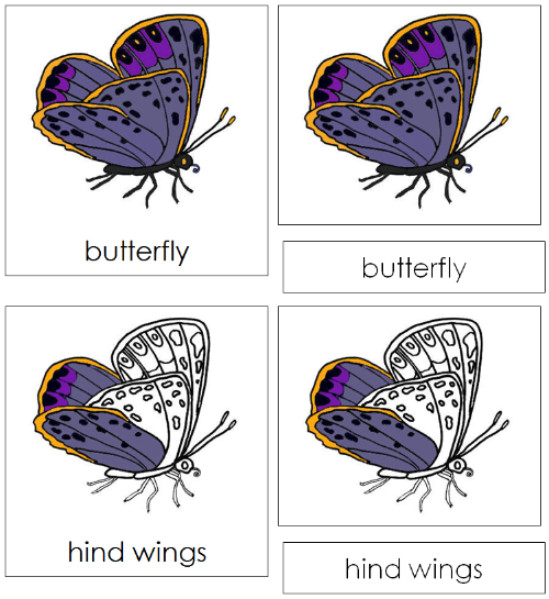 Butterfly Nomenclature Cards - Montessori Print Shop