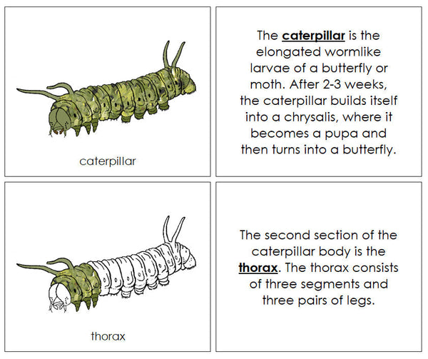 Caterpillar Nomenclature - Montessori Print Shop