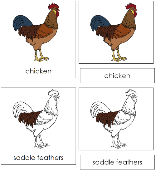 Chicken Nomenclature Cards - Montessori Print Shop