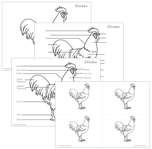 Elementary Montessori Chicken Nomenclature - Montessori Print Shop
