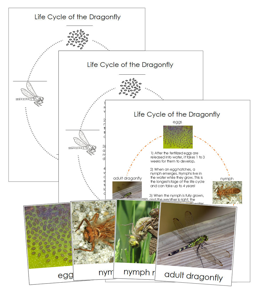 Dragonfly Life Cycle Nomenclature Cards - Montessori Print Shop