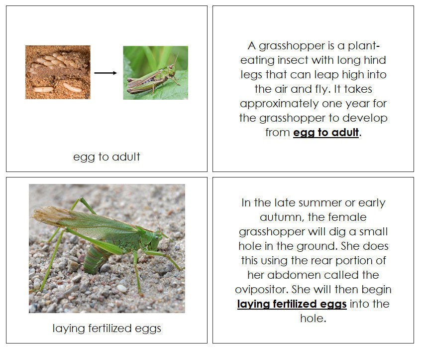 Grasshopper Life Cycle Nomenclature Book - Montessori Print Shop