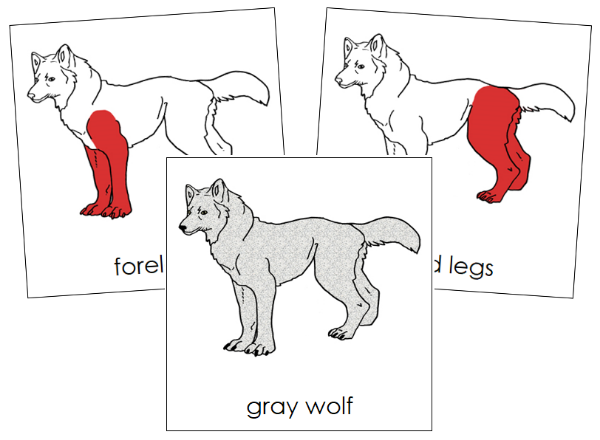 Gray Wolf Nomenclature Cards (red) - Montessori Print Shop - Montessori ...