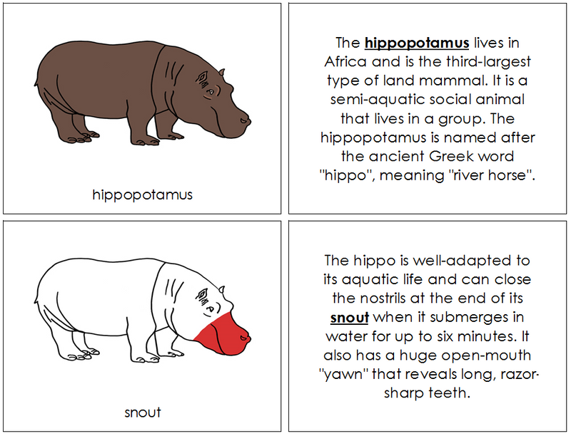 Hippopotamus Nomenclature Book (red) - Montessori Print Shop ...