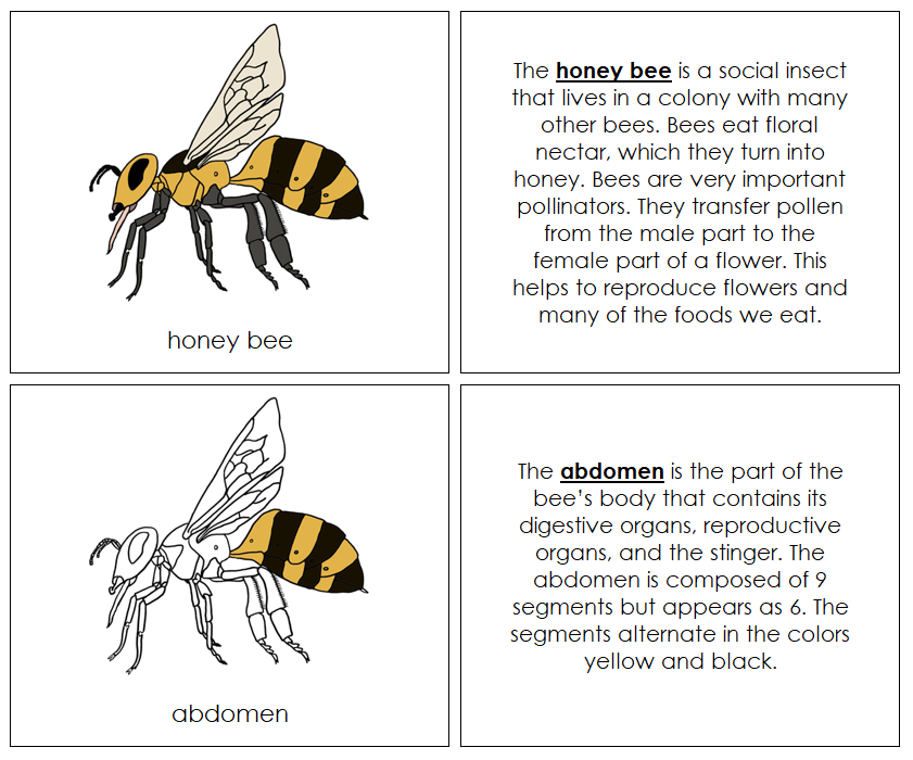 Honey Bee Nomenclature Book - Montessori Print Shop