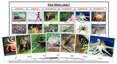 Animals: How Many Legs? - Montessori Print Shop