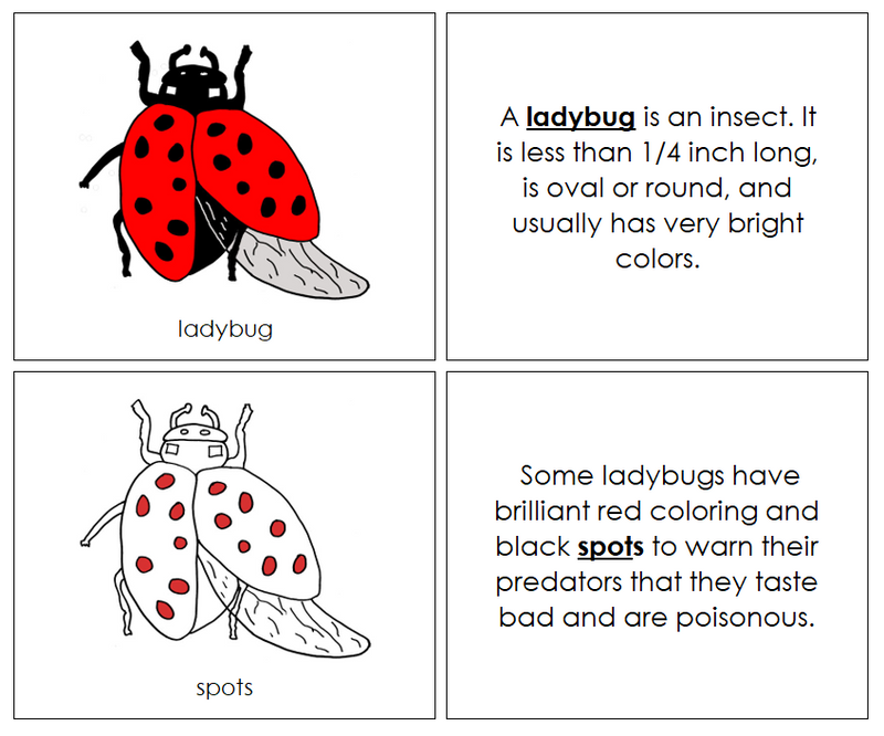 Ladybug Nomenclature Book (red) - Montessori Print Shop