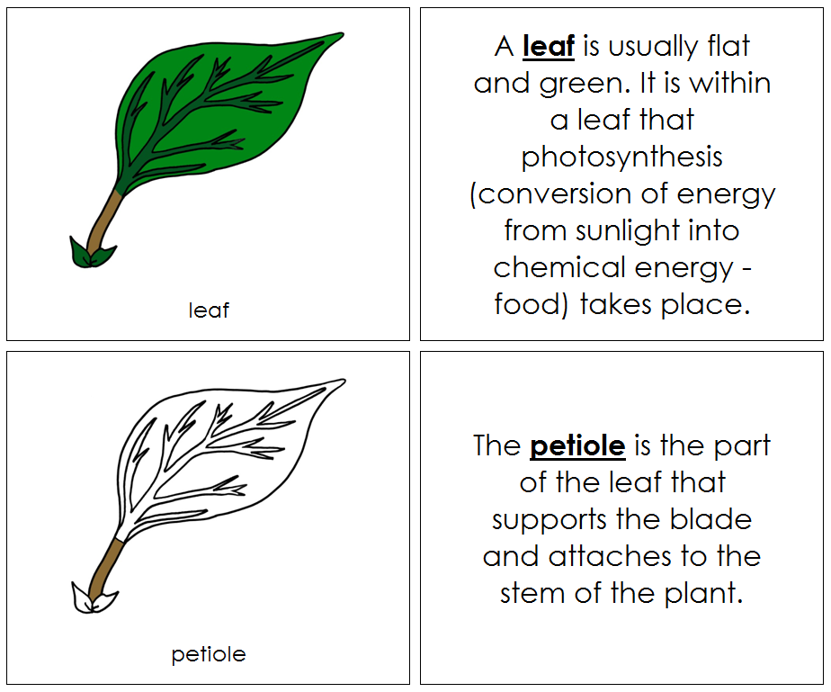 Botany Nomenclature Bundle Set 1 - Montessori Print Shop