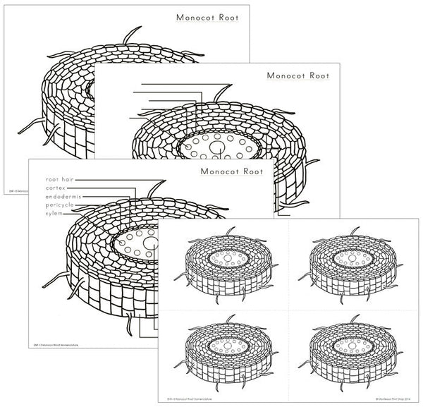 Elementary Montessori Monocot Root Nomenclature - Montessori Print Shop