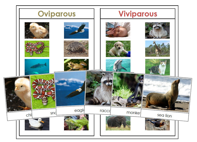 Oviparous or Viviparous Animals - Montessori Print Shop