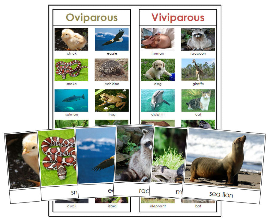 Oviparous or Viviparous Animals - Montessori Print Shop