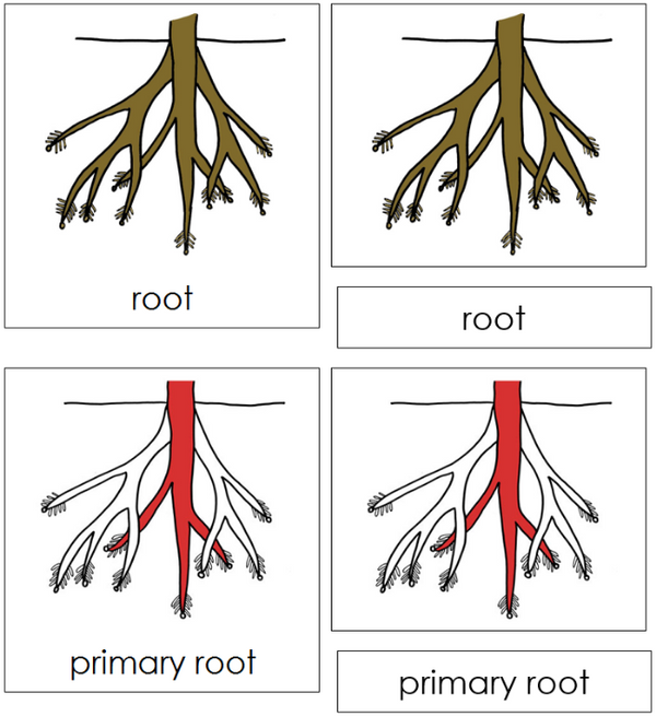 Root Nomenclature Cards (red) - Montessori Print Shop