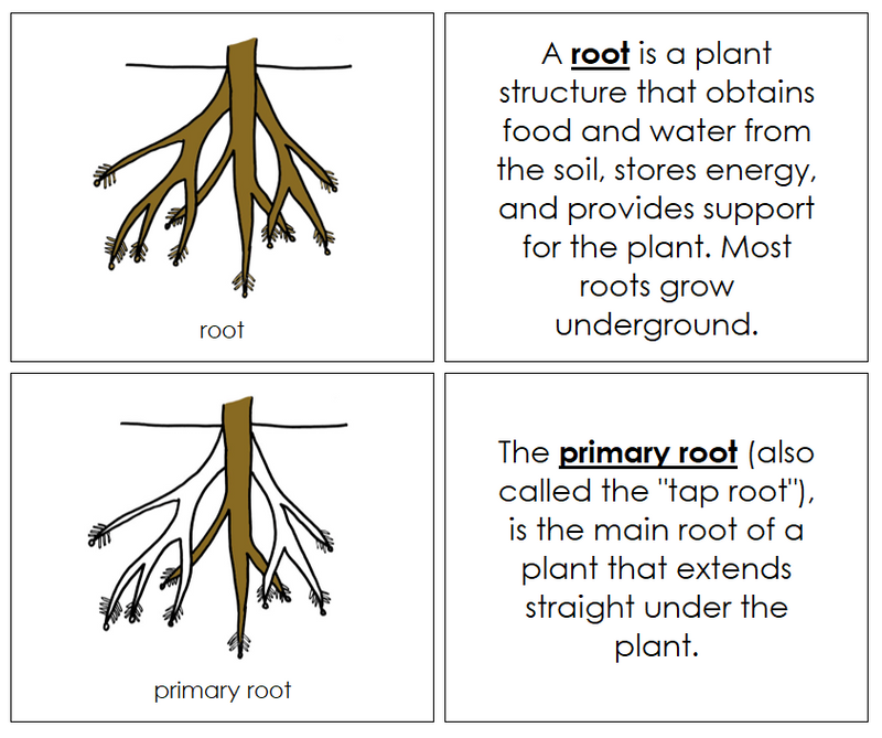 Botany Nomenclature Bundle Set 1 - Montessori Print Shop