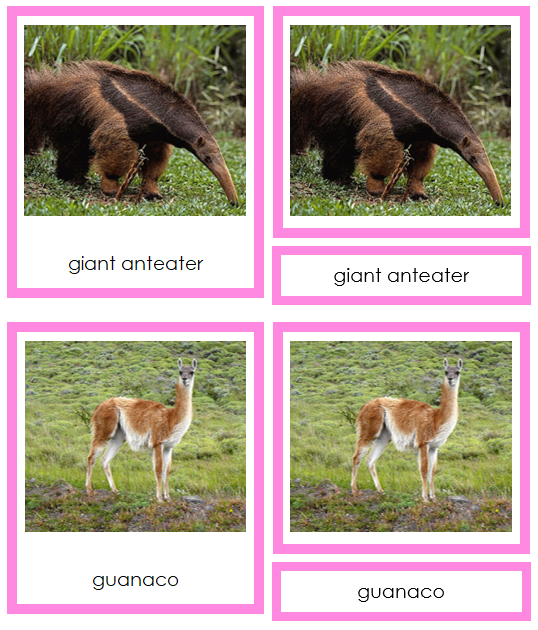 South American Animals - Montessori Print Shop