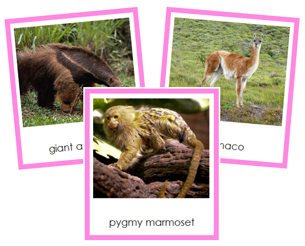 South American Animals - Montessori Print Shop
