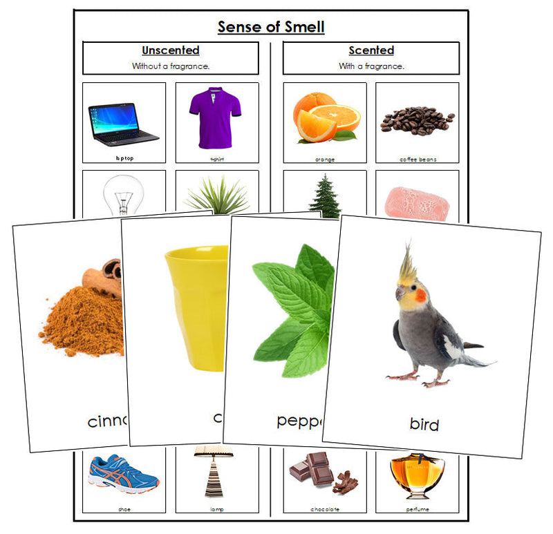 Sense of Smell Sorting - Montessori Print Shop