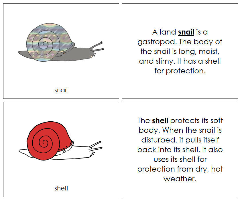 Snail Nomenclature Book (red) - Montessori Print Shop