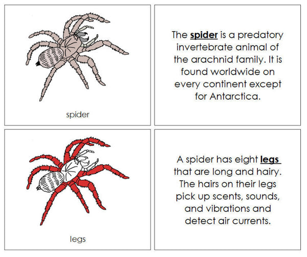 Spider Nomenclature Book (red) - Montessori Print Shop