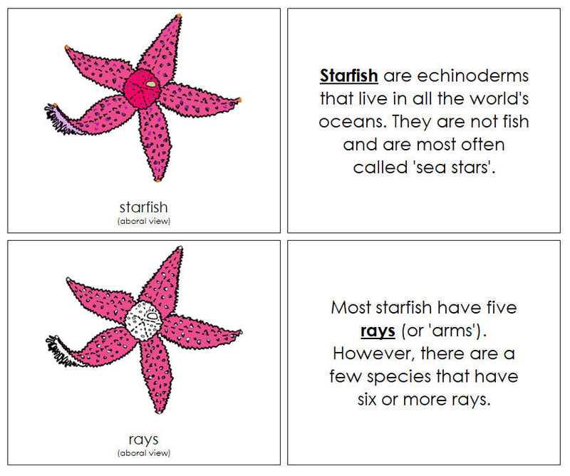 Starfish Nomenclature Book - Montessori Print Shop